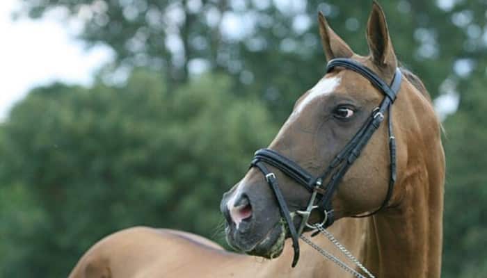 Caballo Akhal-Teke: Características, Usos, Protección Y Más - variedadess.net